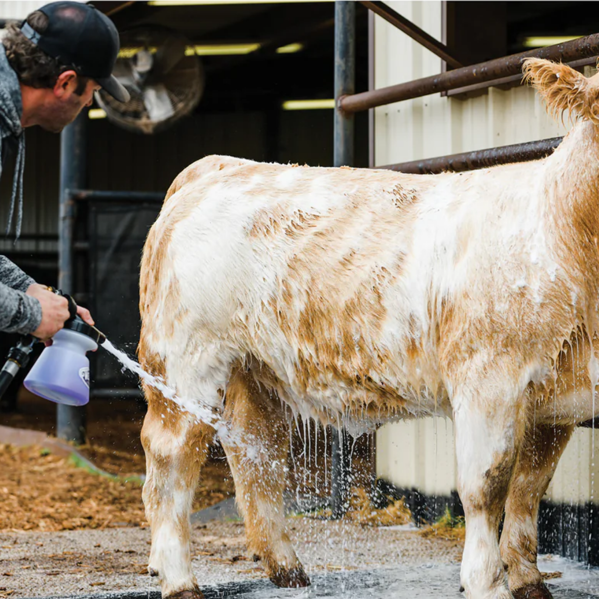 Cattle Shampoo & Conditioner – Tom's Hay Farm