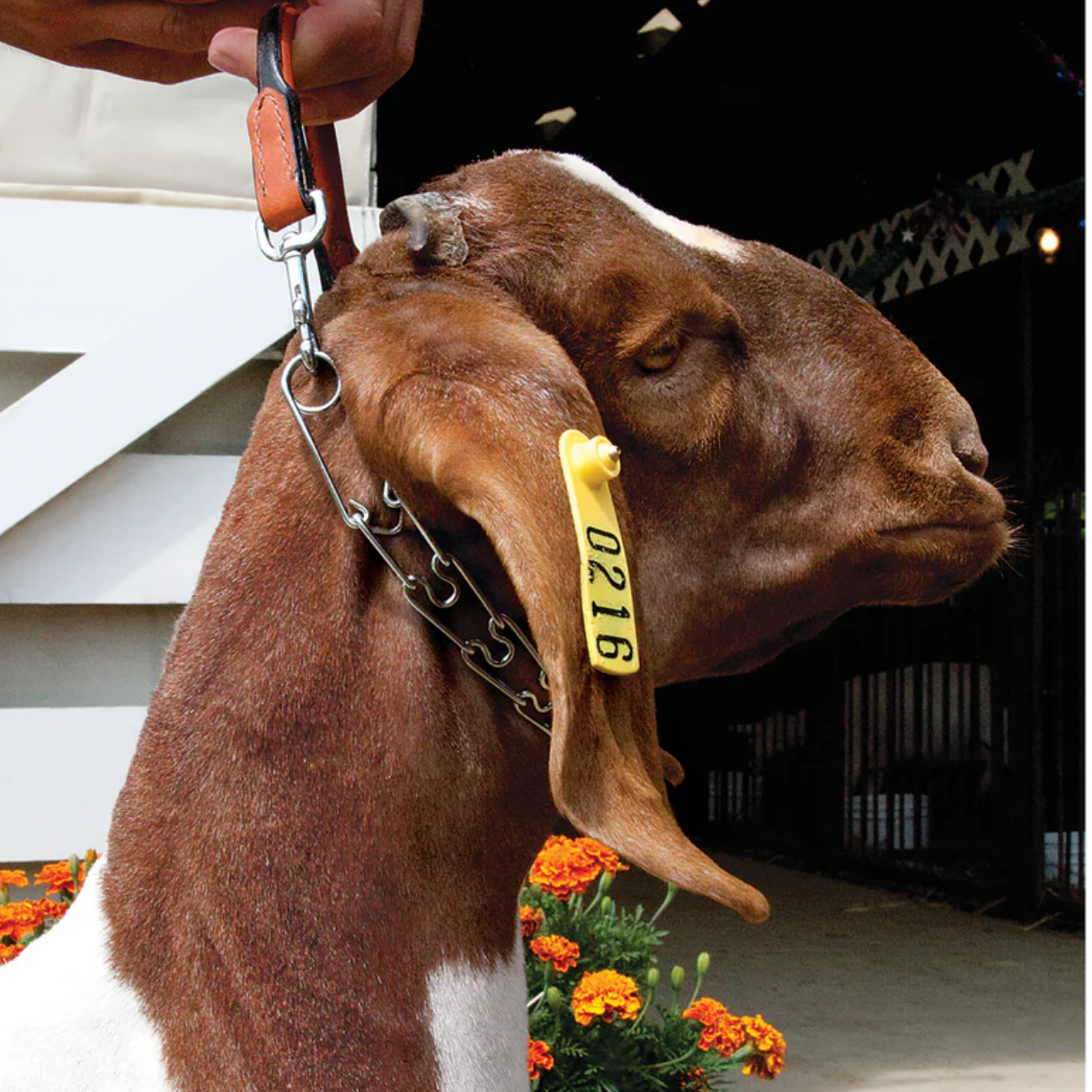 Goat Collars & Leads – Tom's Hay Farm