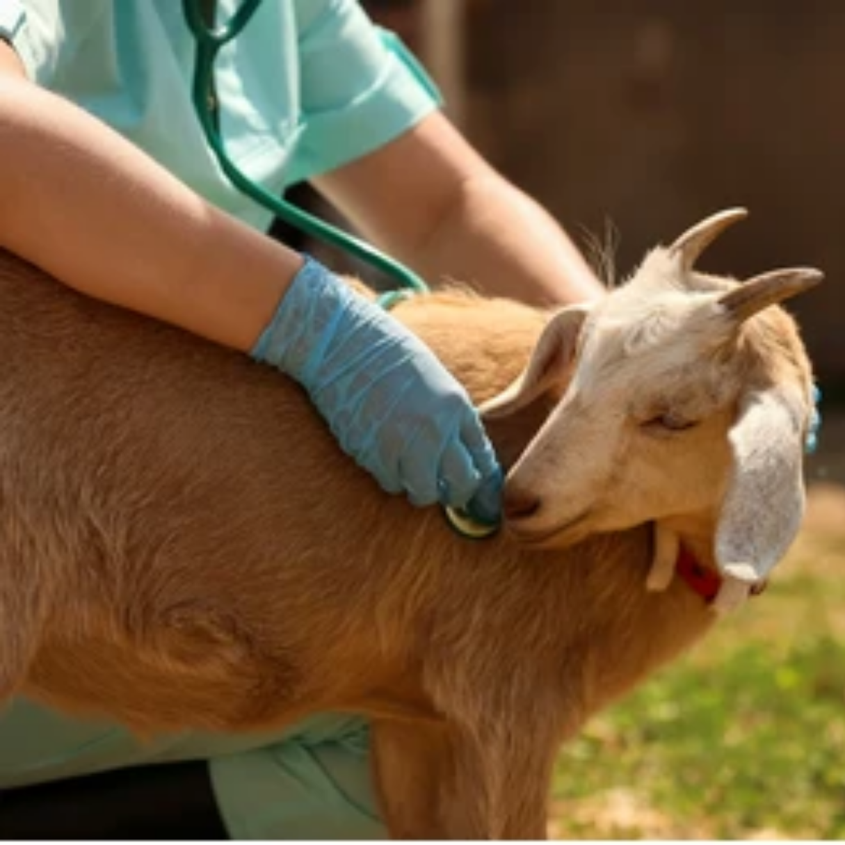Goat Health & Pharmacy – Tom's Hay Farm