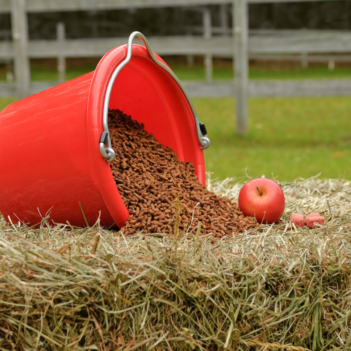 Horse Feed – Tom's Hay Farm