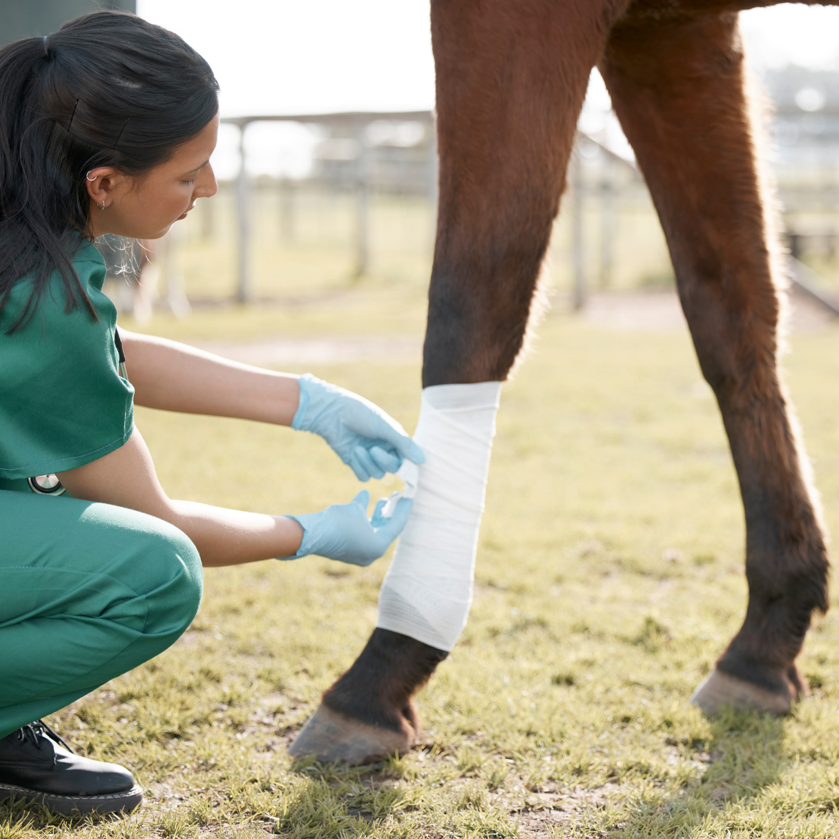 Horse Health & Pharmacy – Tom's Hay Farm