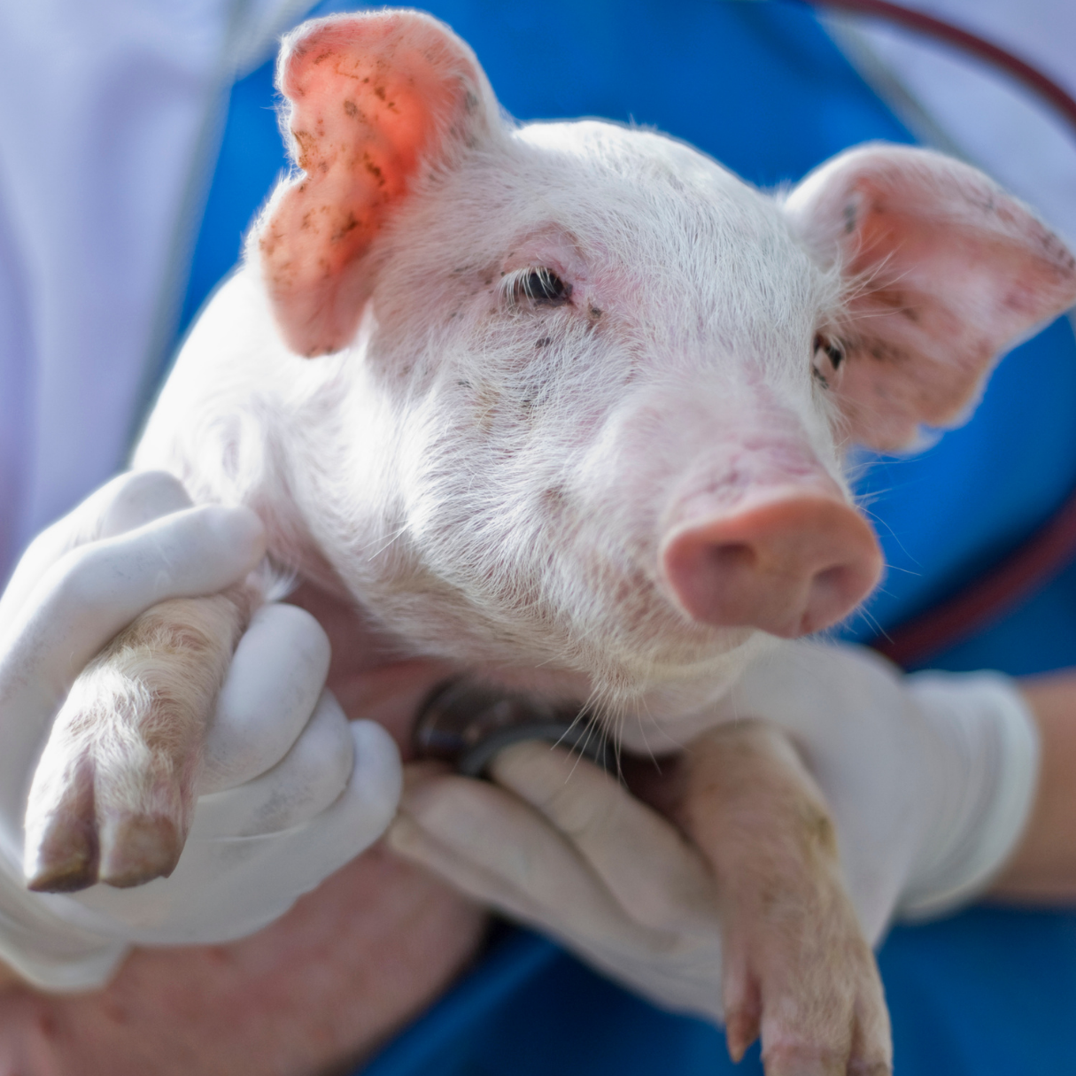 Pig Health & Pharmacy – Tom's Hay Farm