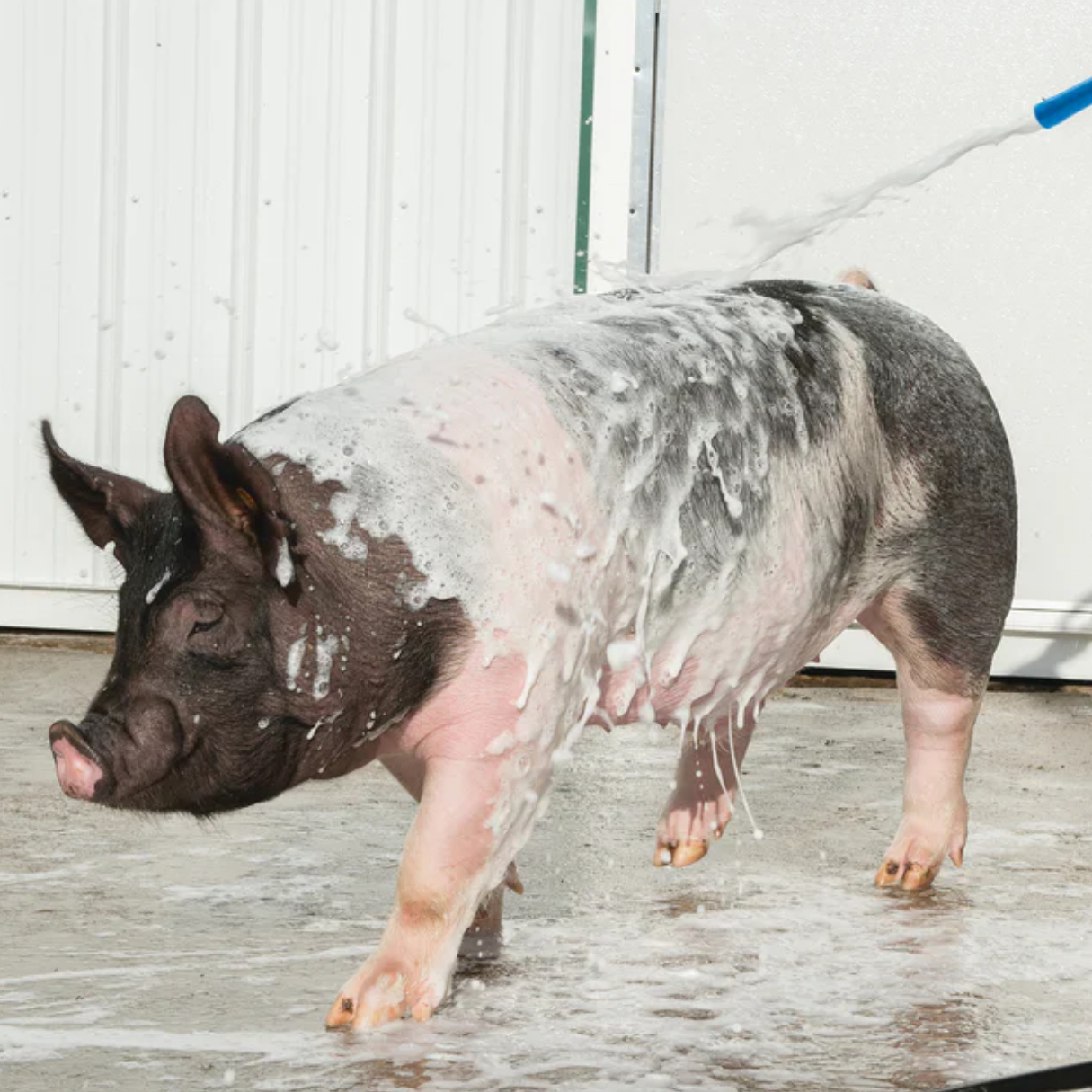 Pig Shampoo & Conditioner – Tom's Hay Farm