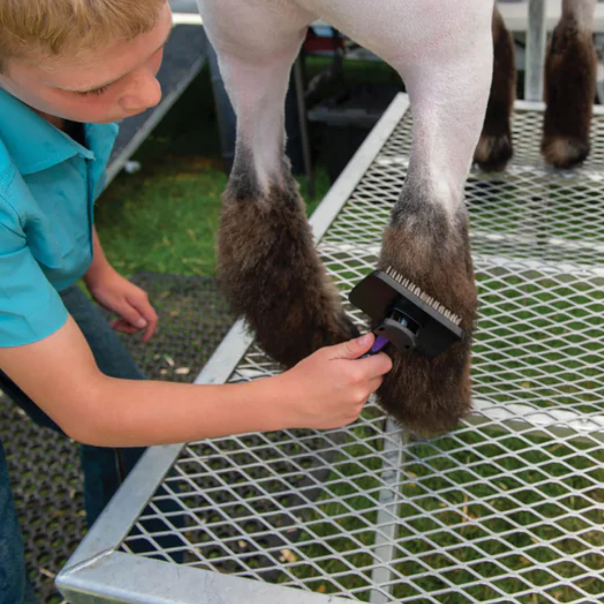 Sheep Combs & Brushes – Tom's Hay Farm