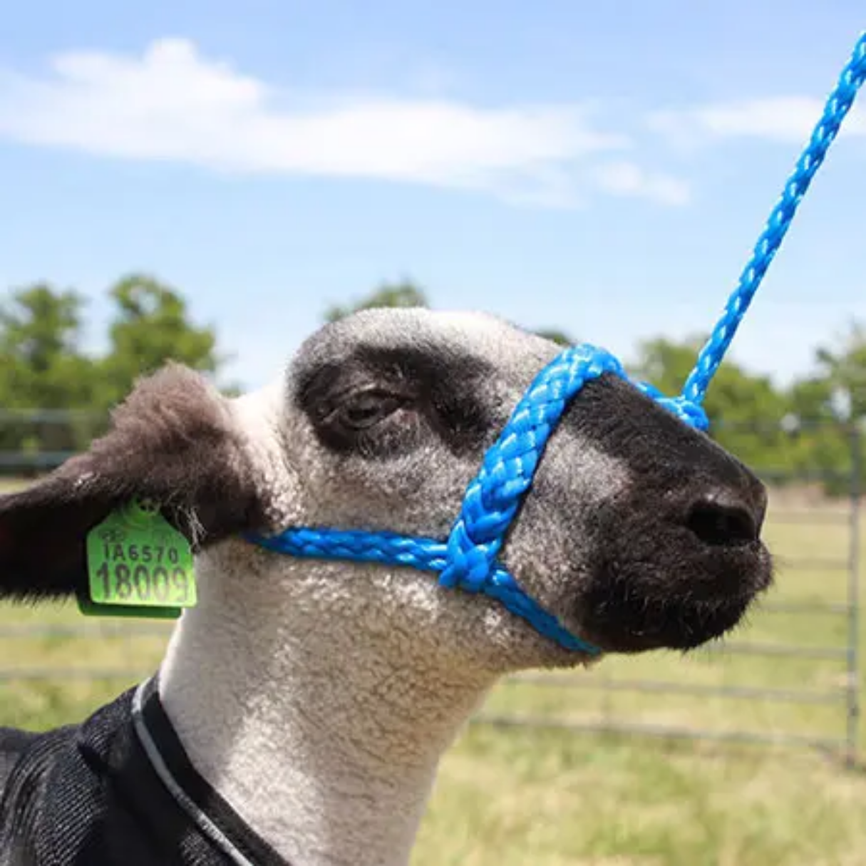 Sheep Halters & Leads – Tom's Hay Farm
