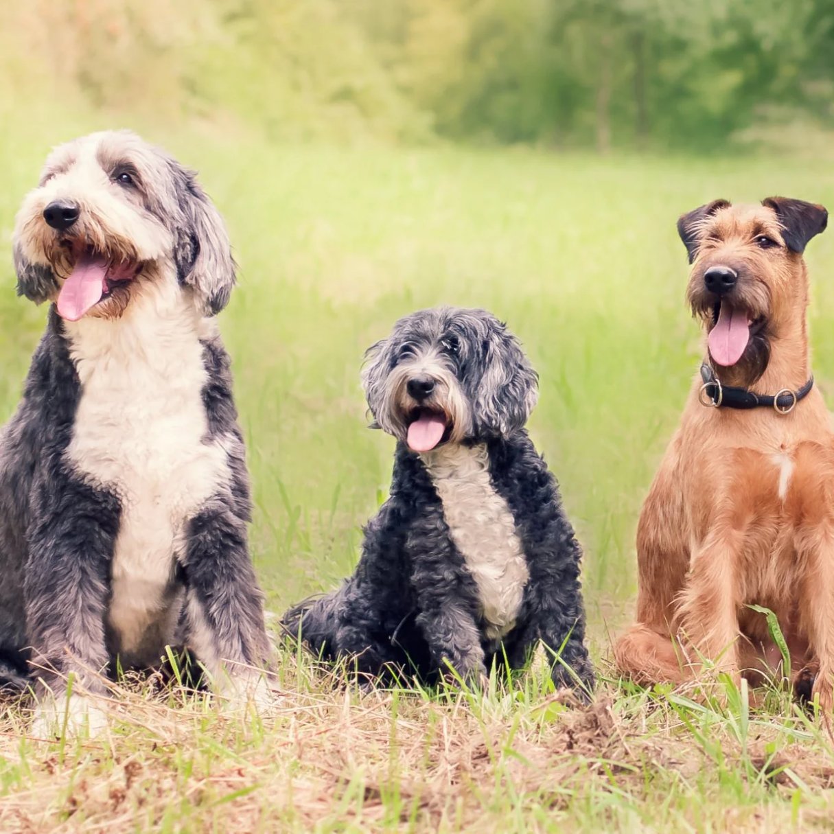 Dog – Tom's Hay Farm