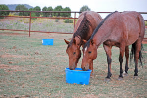 SweetPro Equilix Tub – Tom's Hay Farm