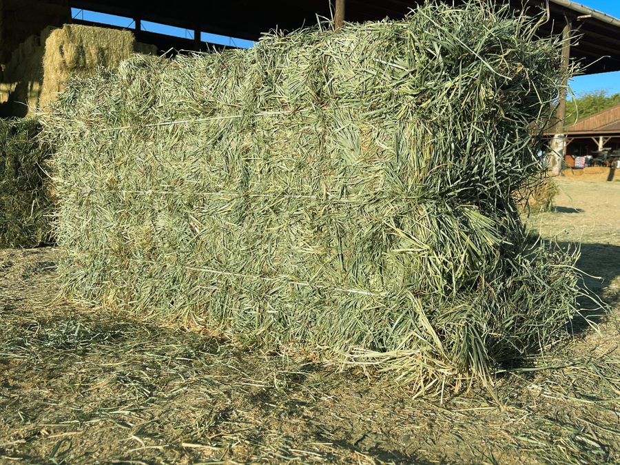 ShowRite NewCo Goat, 50 lb. Bag – Tom's Hay Farm